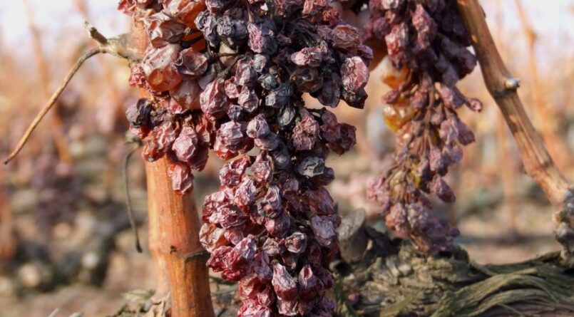 Tokaj: the wine of kings, the king of wines - WineWise