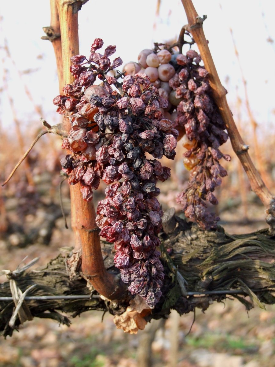 Tokaj: de wijn van koningen, de koning onder de wijnen - WineWise