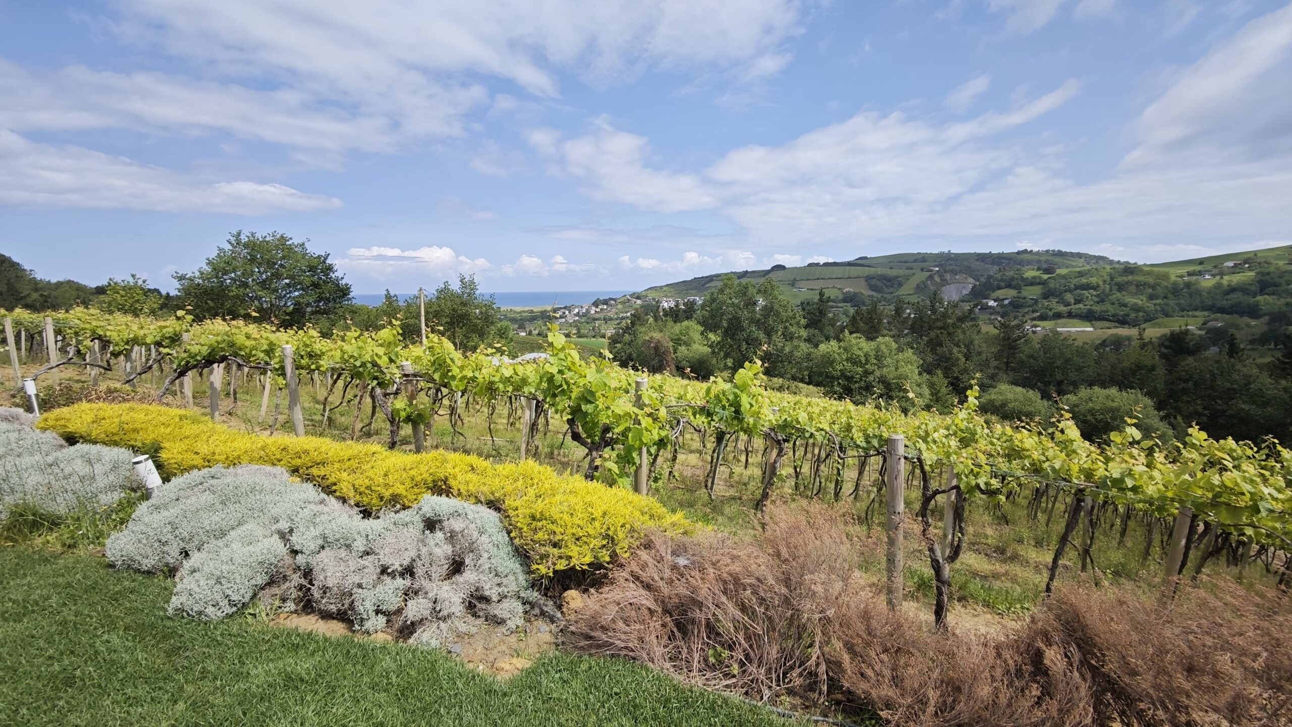 The Txakoli Effect: a closer look at modern Basque wines - WineWise